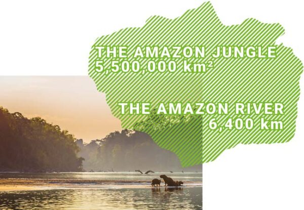 Amazon Jungle Overview